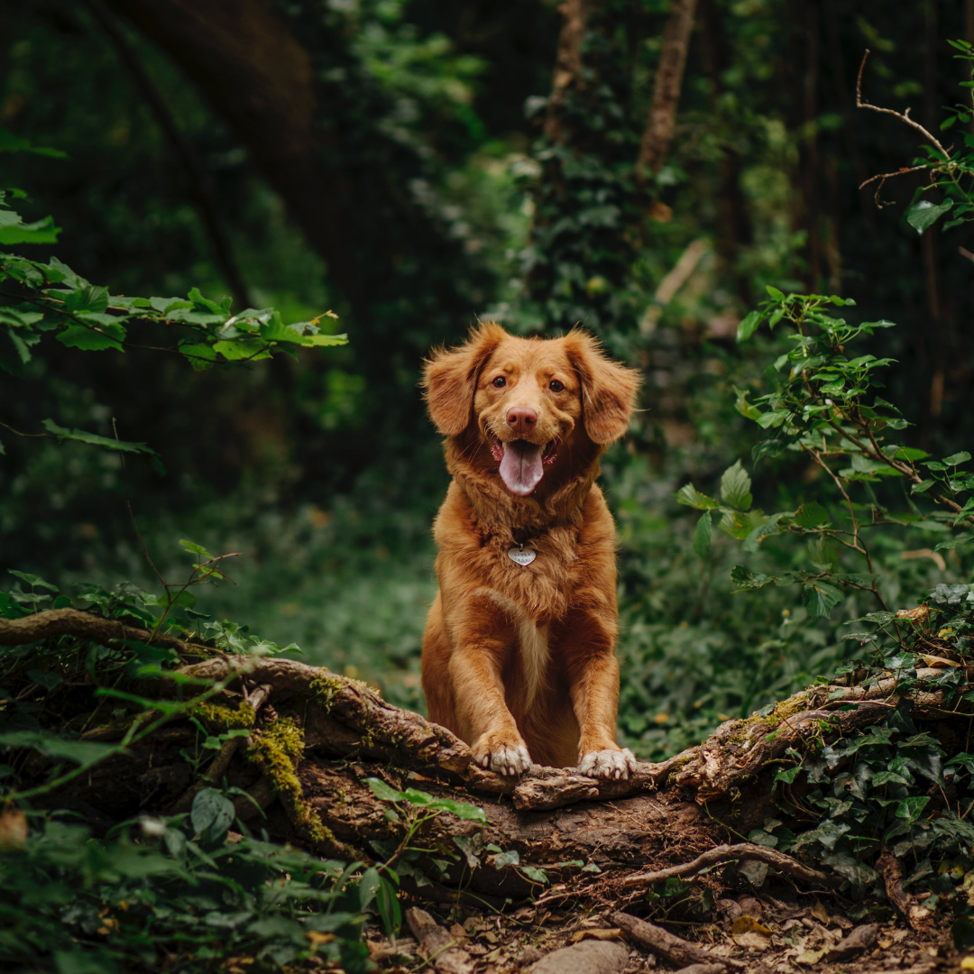 Best Dog-friendly Walks in Sydney | Petsypoles